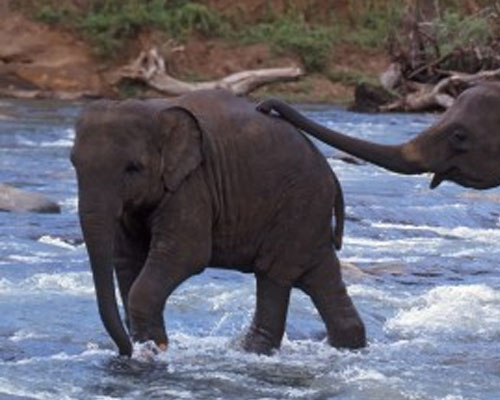 Mrugavani National Park